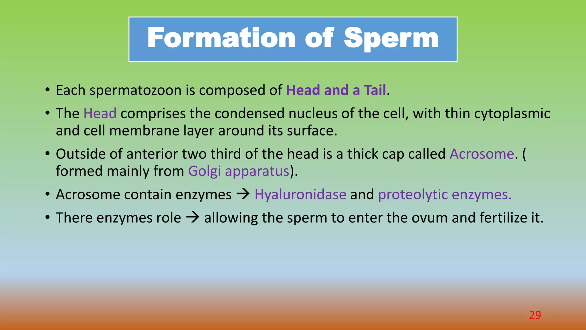 Cell Division And Gametogenesis Pptx