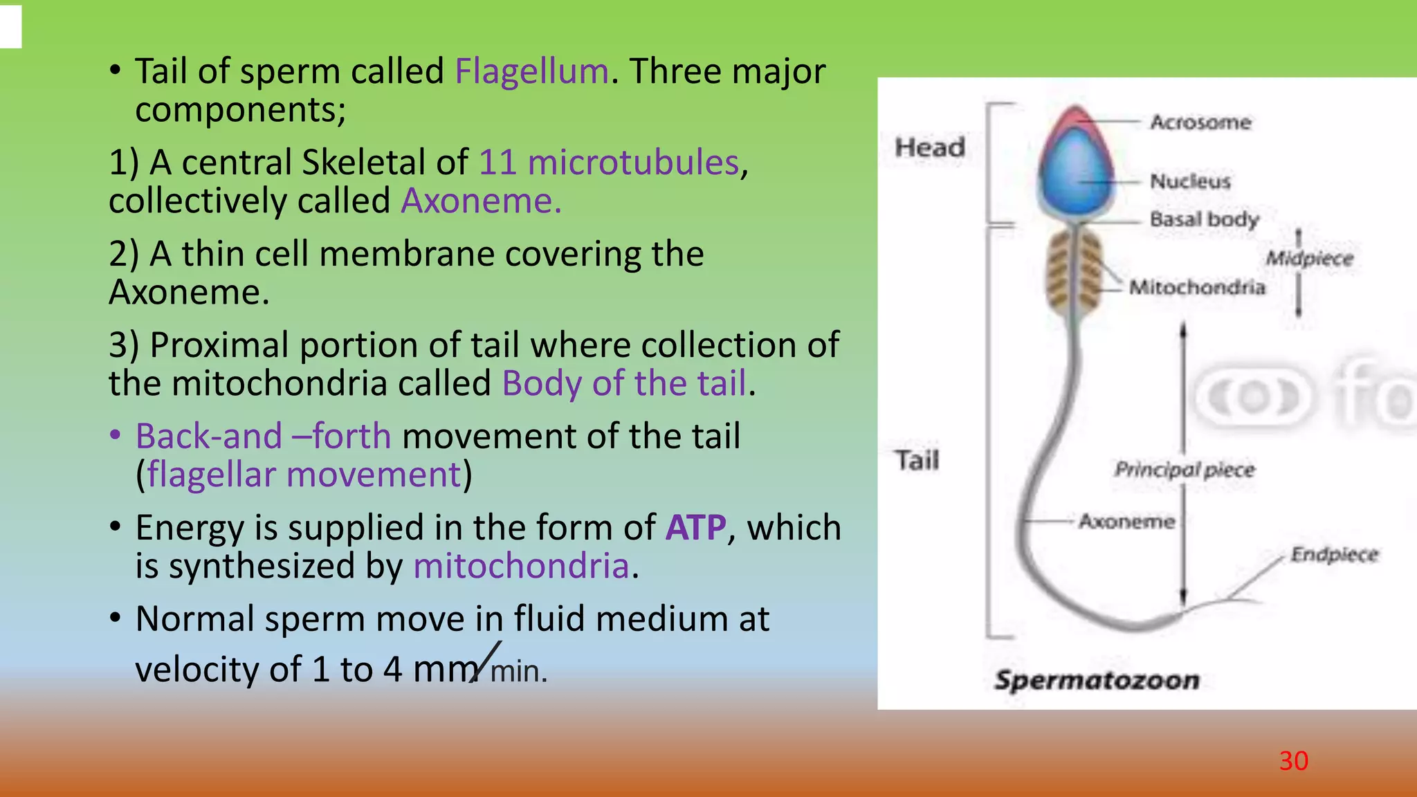Cell division and gametogenesis | PPTX