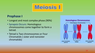 Cell division and gametogenesis | PPTX