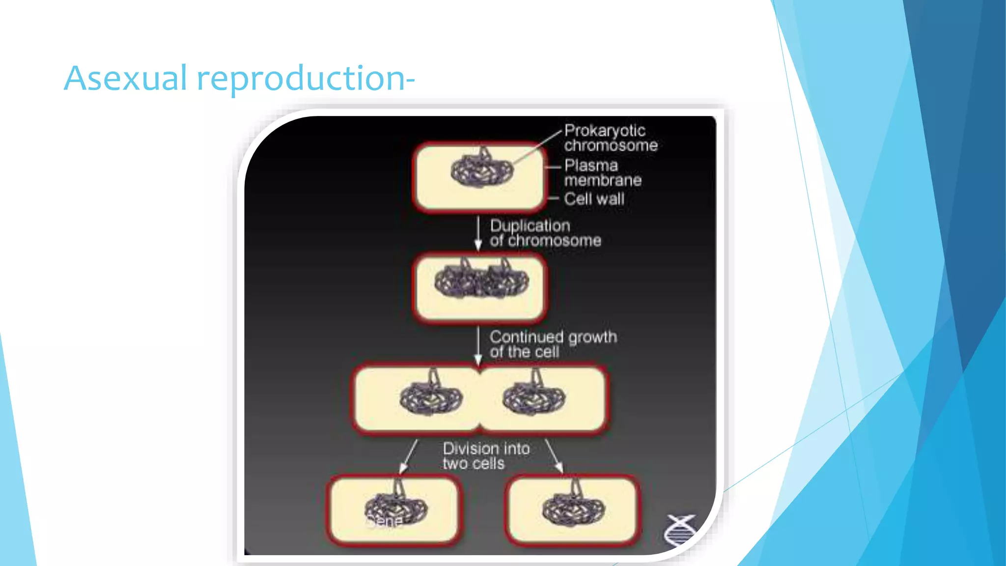 Cell division and inheritance | PPTX
