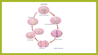 Cell division and pascal triangle | PPTX