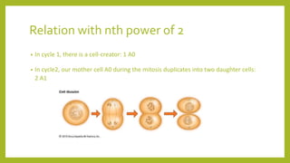 Cell division and pascal triangle | PPTX