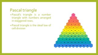 Cell division and pascal triangle | PPTX