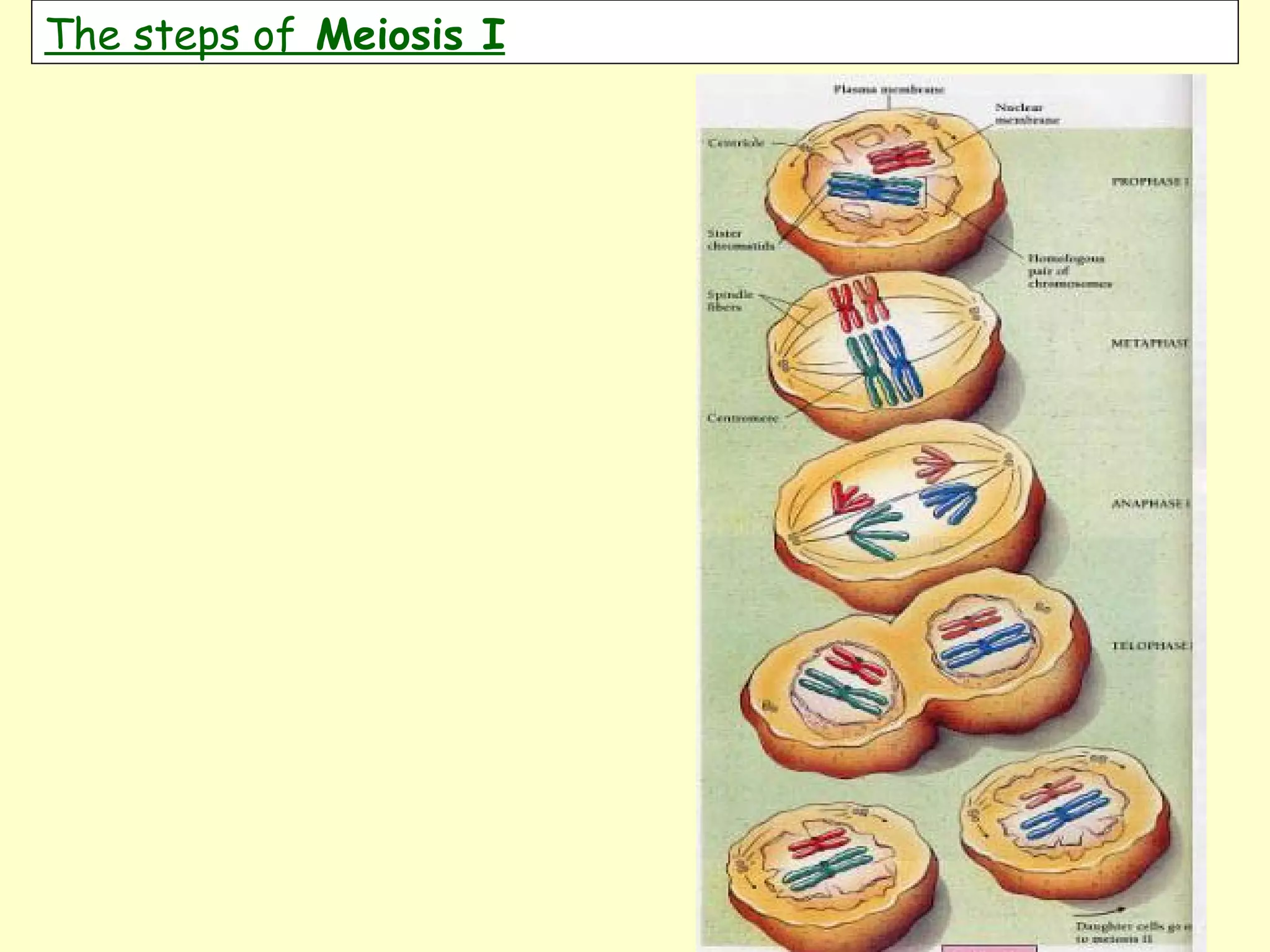 Introduction to Cell division | PPT