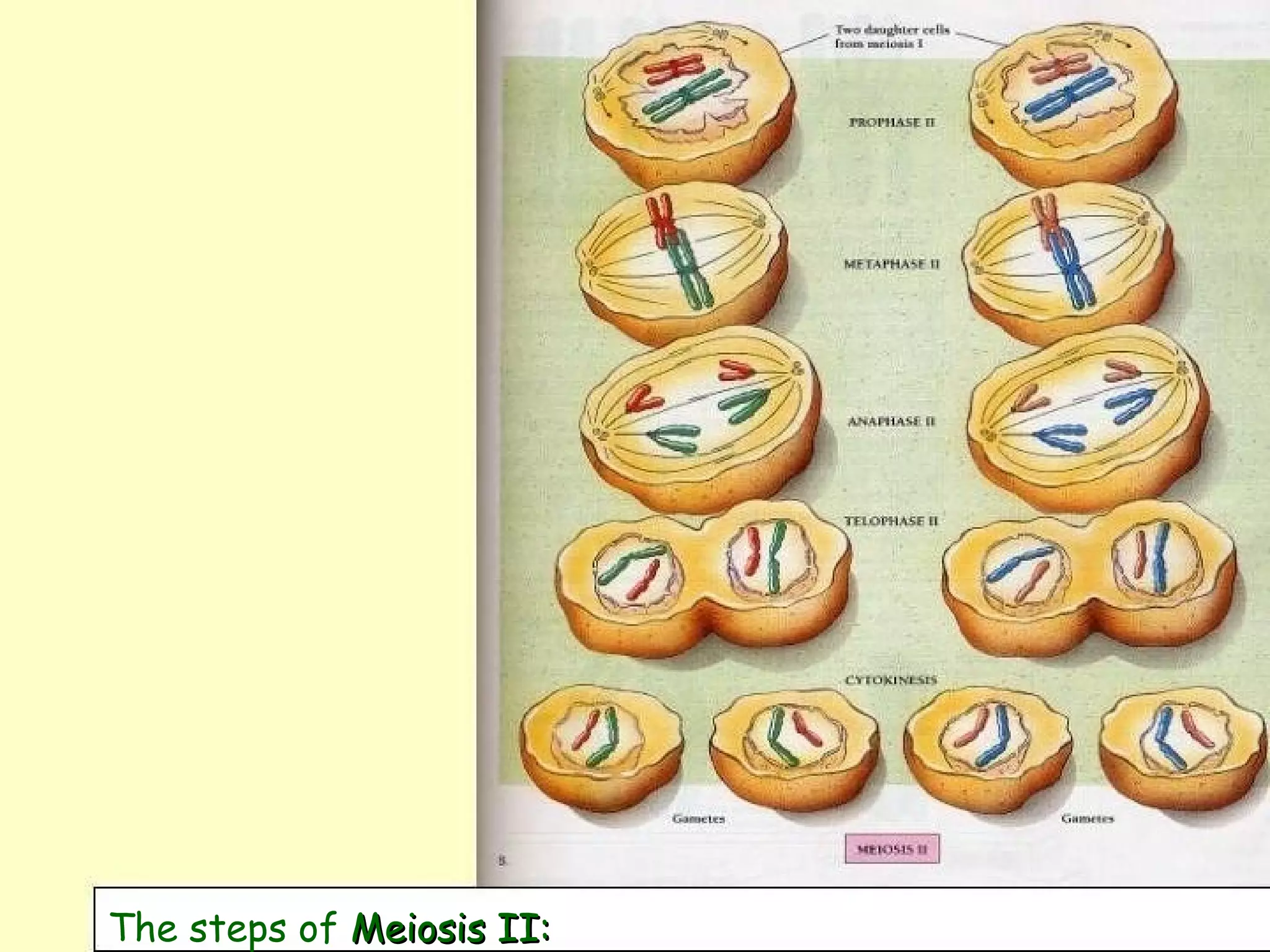 Introduction to Cell division | PPT | Infertility | Reproductive Health