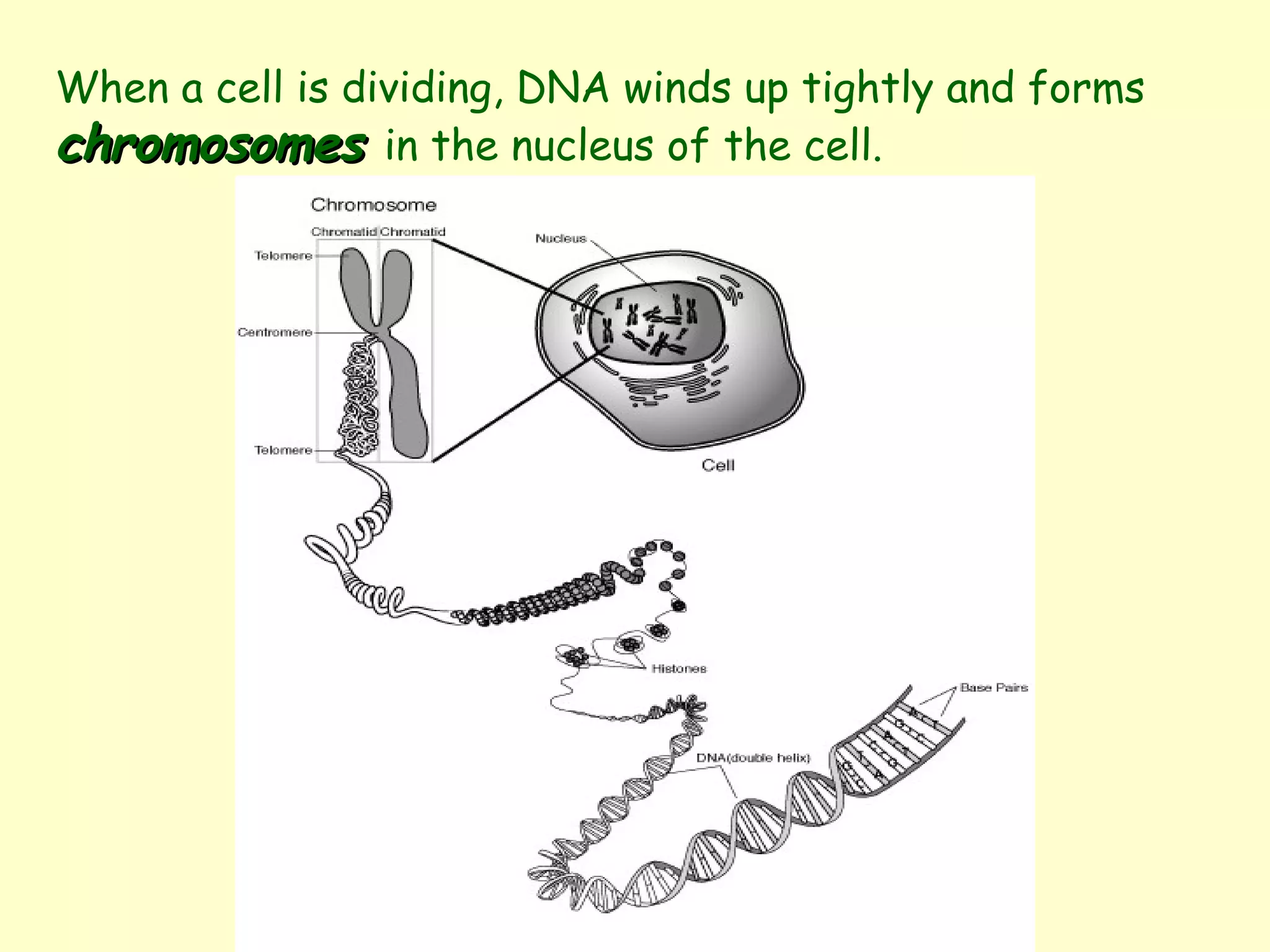 Introduction to Cell division | PPT
