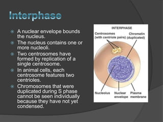 Cell Division By Mitosis | PPTX | Biological Sciences | Science