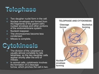Cell Division By Mitosis | PPTX | Biological Sciences | Science