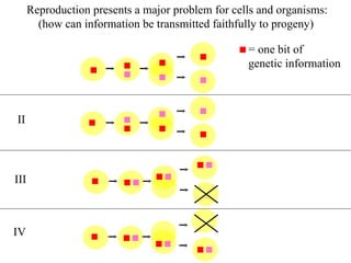 Cell Division Cancer | PPT