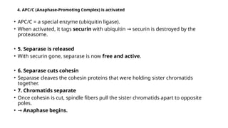 Cell division & Cell cycle mitosis and meiosis, their regulation ...