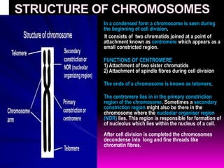 cell division class 10.pptx
