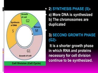 cell division class 10.pptx