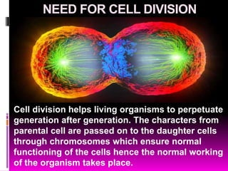 cell division class 10.pptx