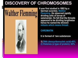 cell division class 10.pptx