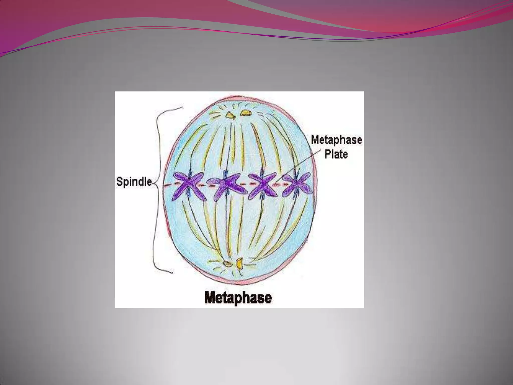 Cell division grade 10 | PPTX
