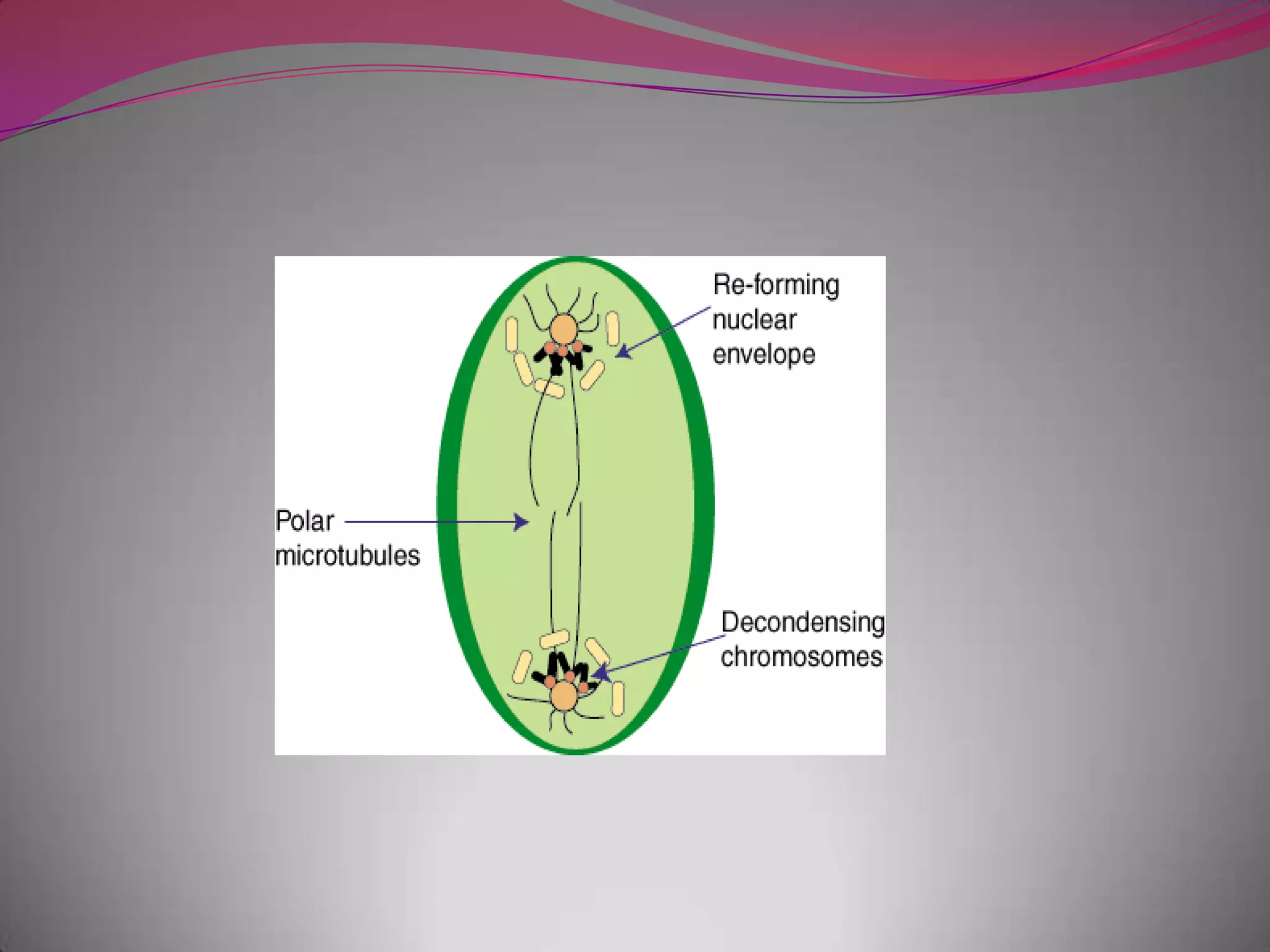 Cell division grade 10 | PPTX