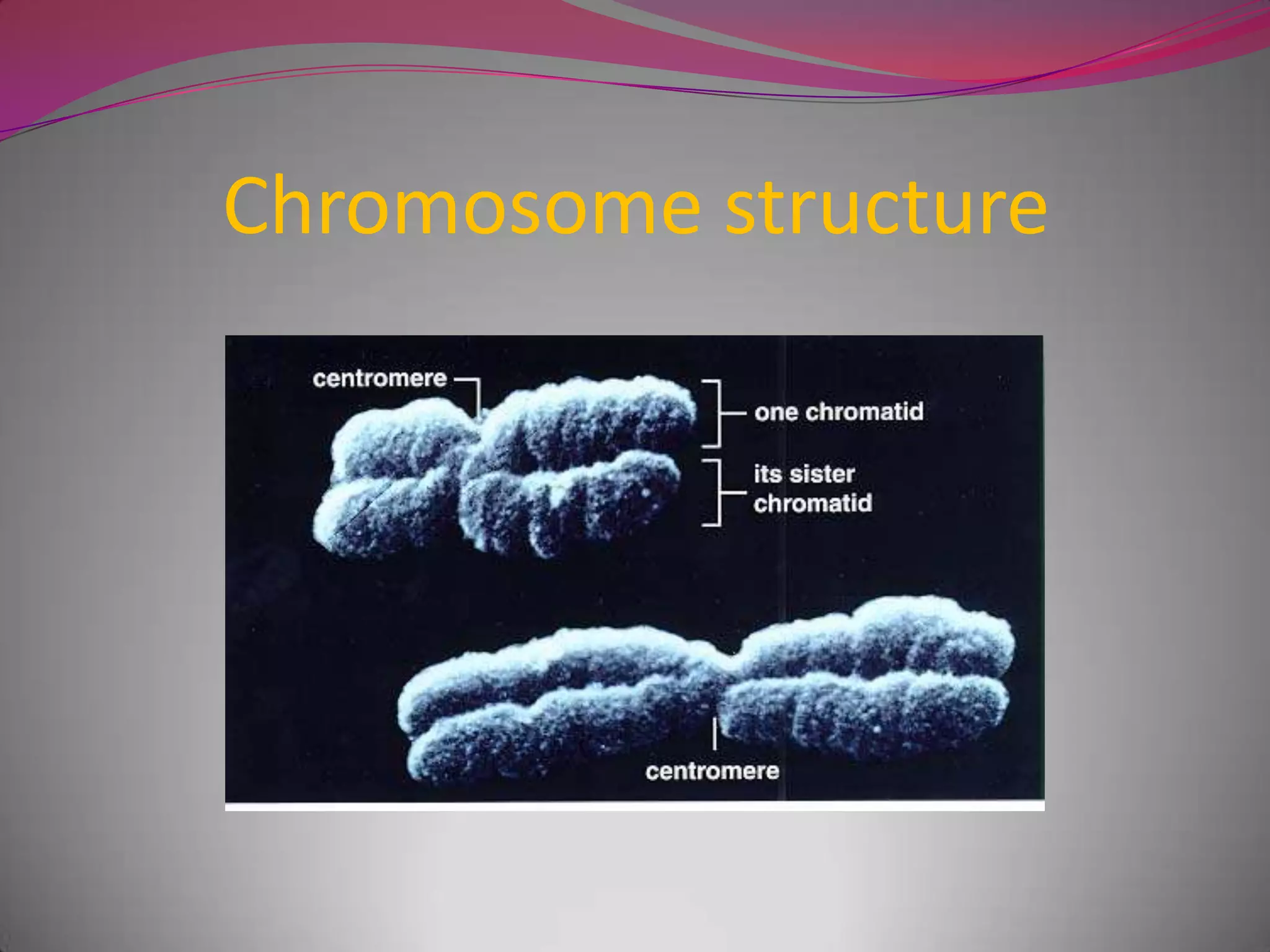 Cell division grade 10 | PPTX