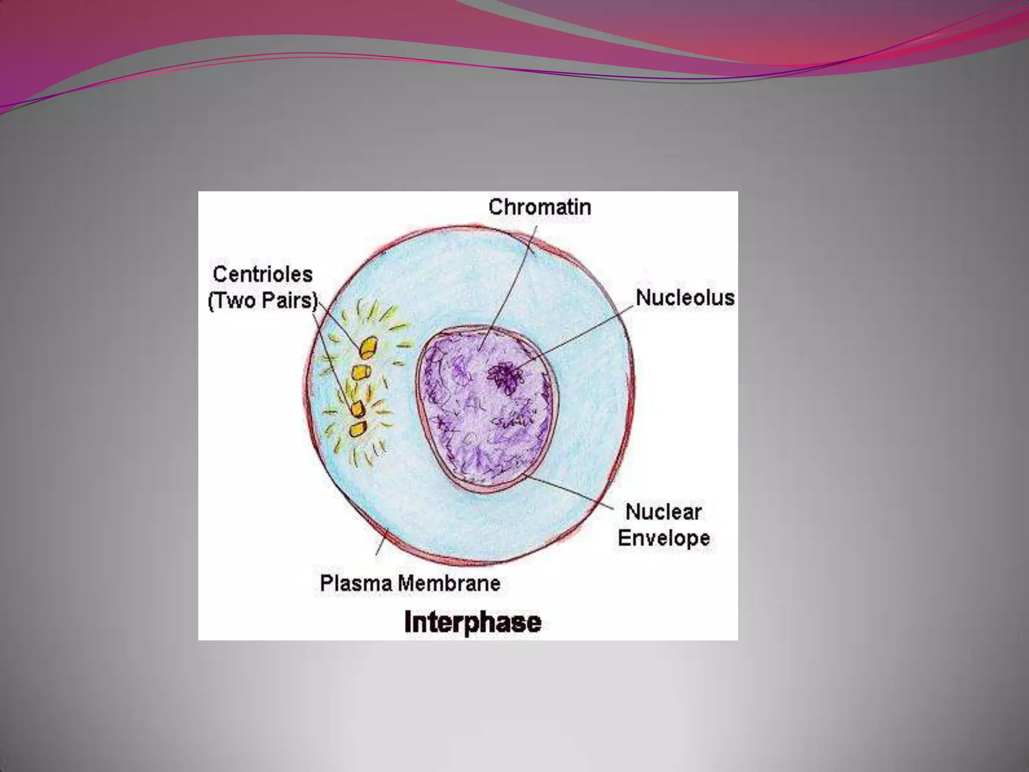 Cell division grade 10 | PPTX
