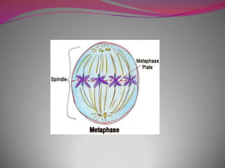 Cell division grade 10 | PPTX