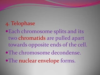 Cell division grade 10 | PPTX