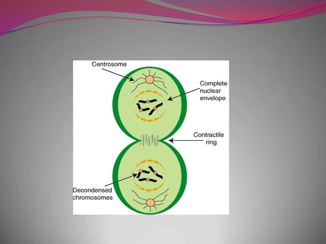 Cell division grade 10 | PPTX | Biological Sciences | Science