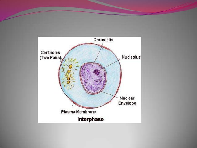 Cell division grade 10 | PPTX | Biological Sciences | Science
