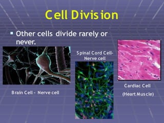 Cell Division Grade 8 Discussion.pptx