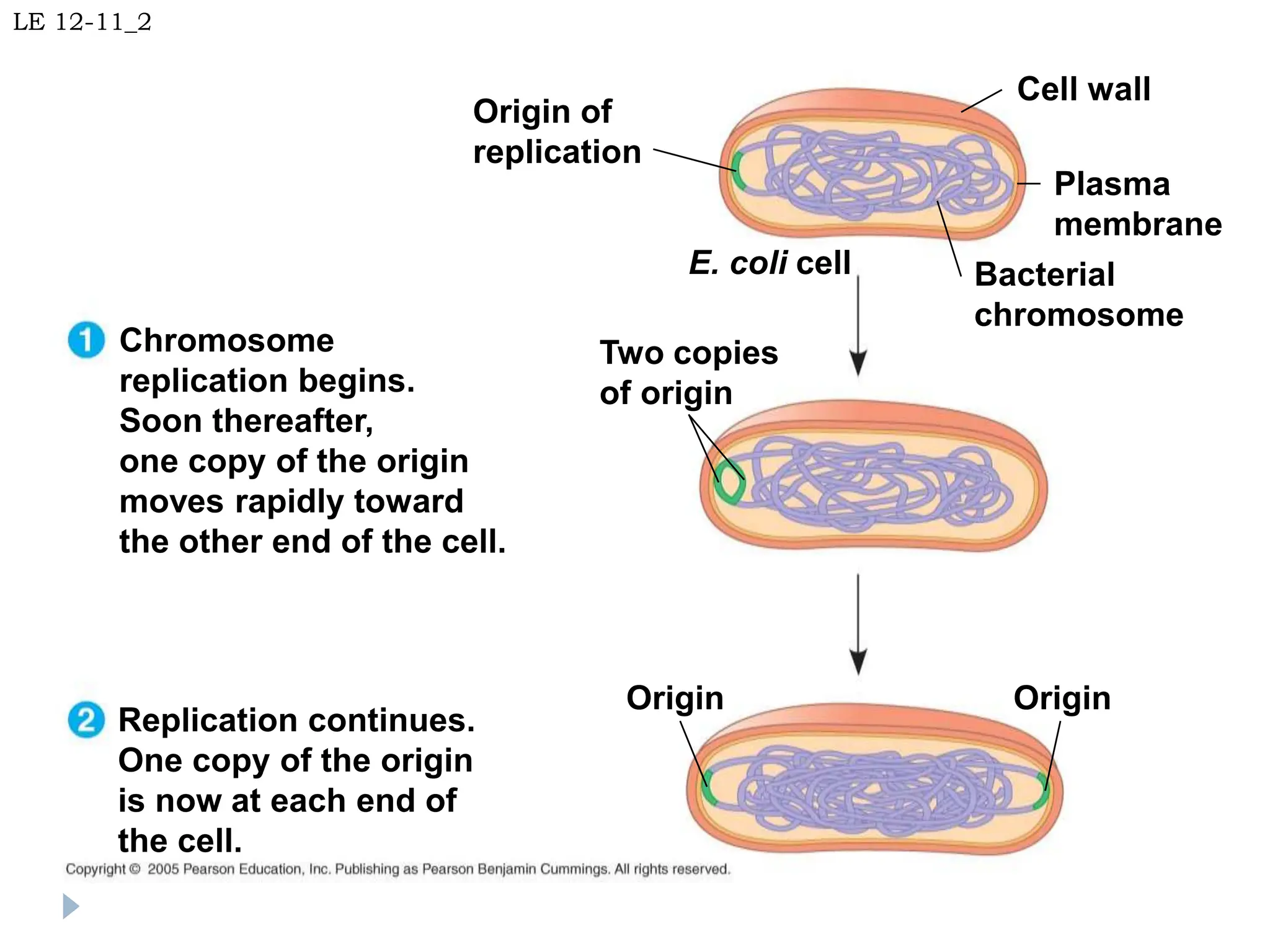 Cell division in eukaryotic and prokaryotics I.pptx