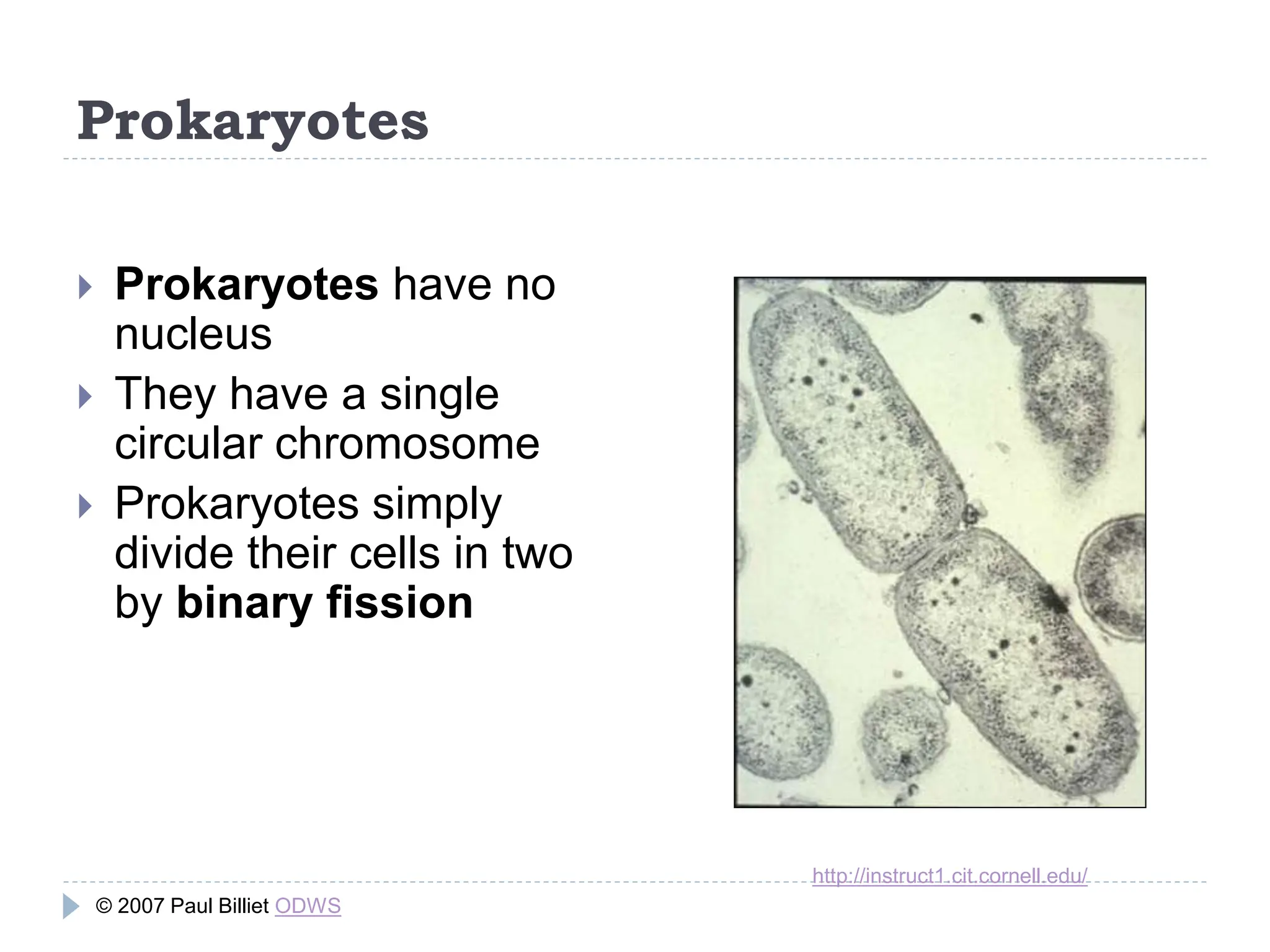 Cell division in eukaryotic and prokaryotics I.pptx