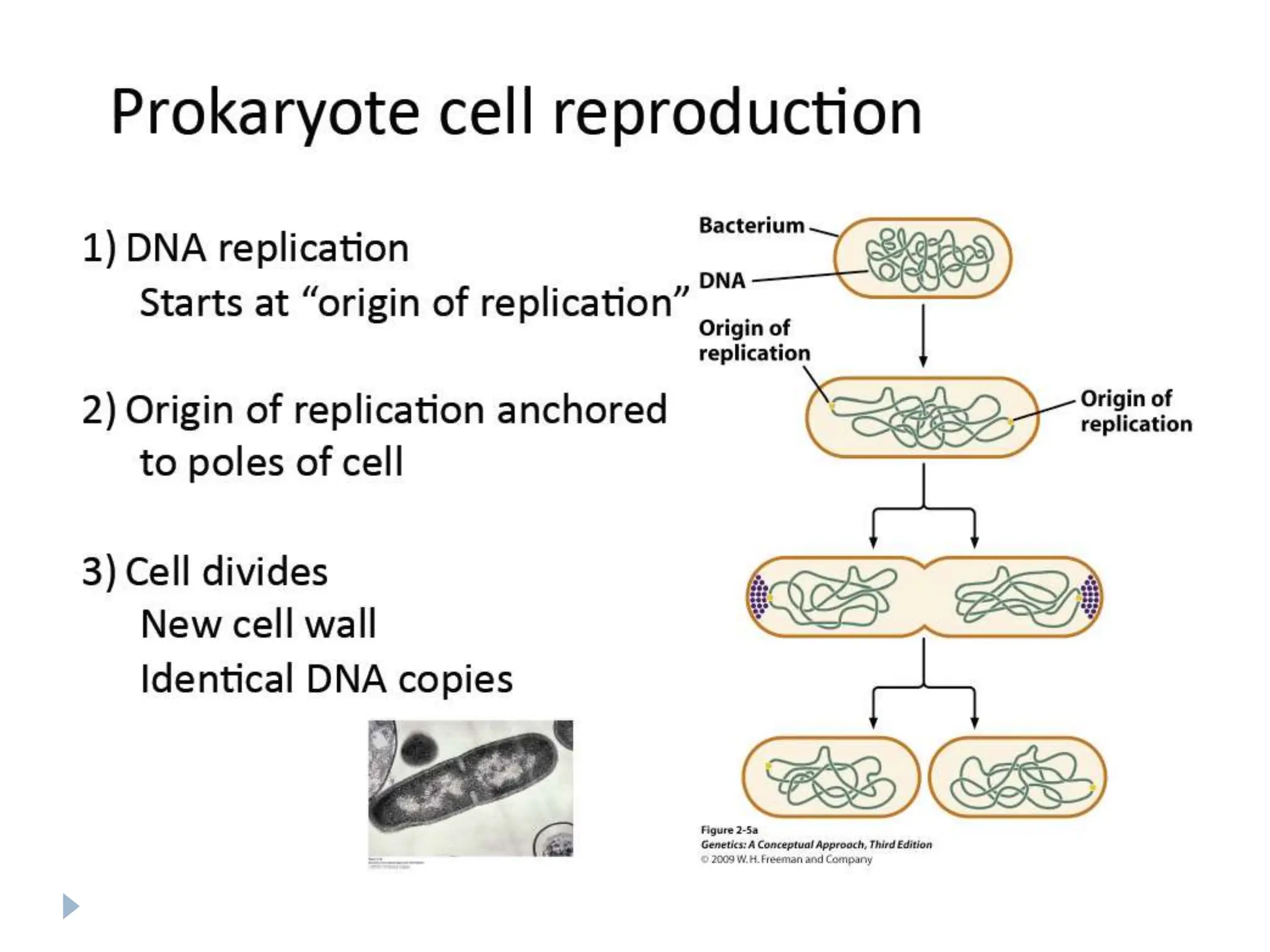 Cell division in eukaryotic and prokaryotics I.pptx