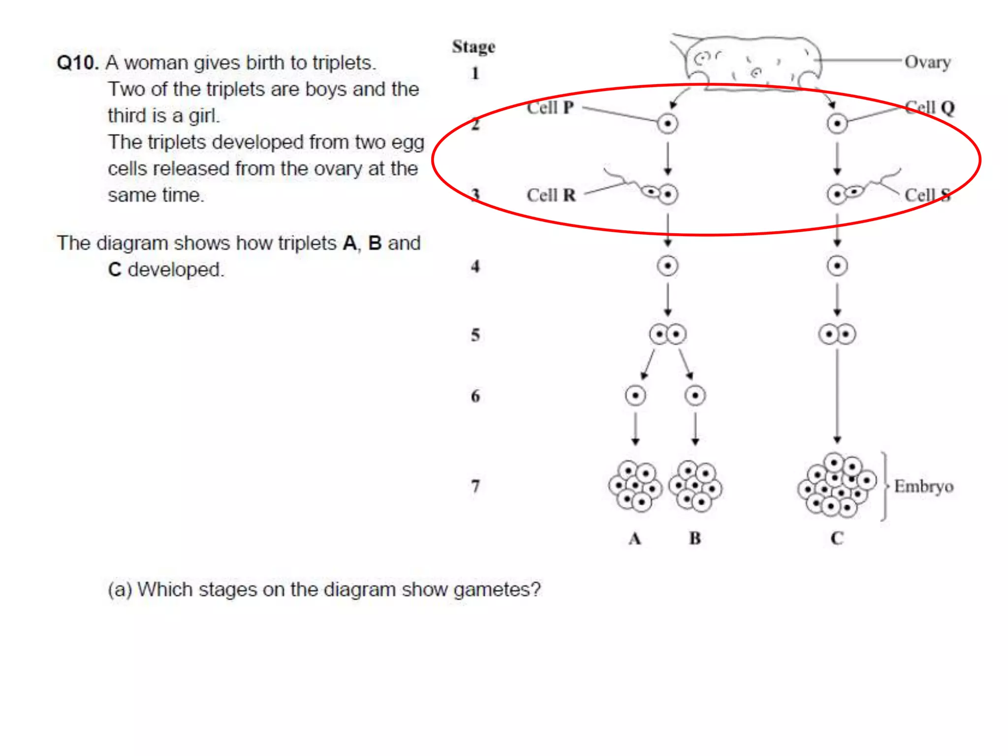 Cell division & inheritance gcse qs | PPTX
