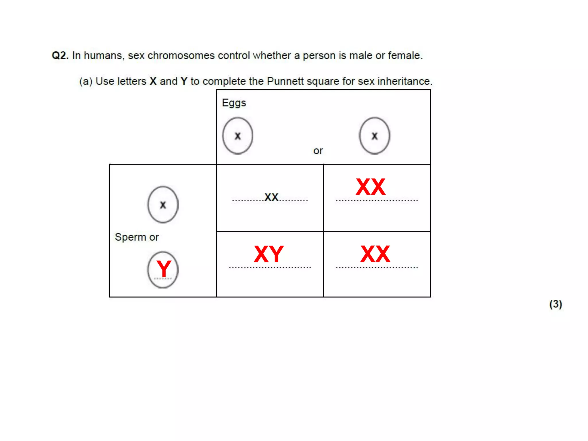 Cell division & inheritance gcse qs | PPTX