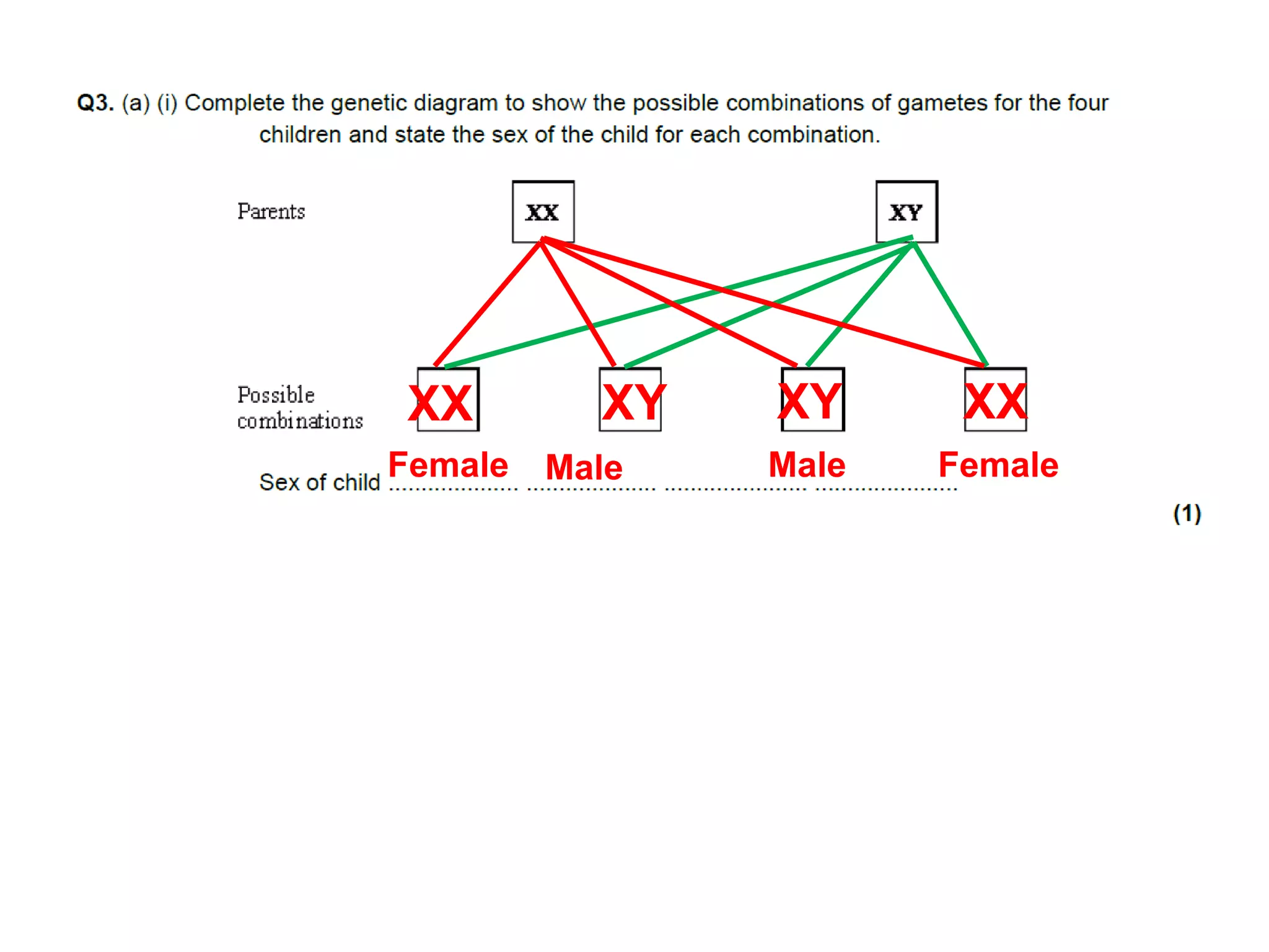 Cell division & inheritance gcse qs | PPTX