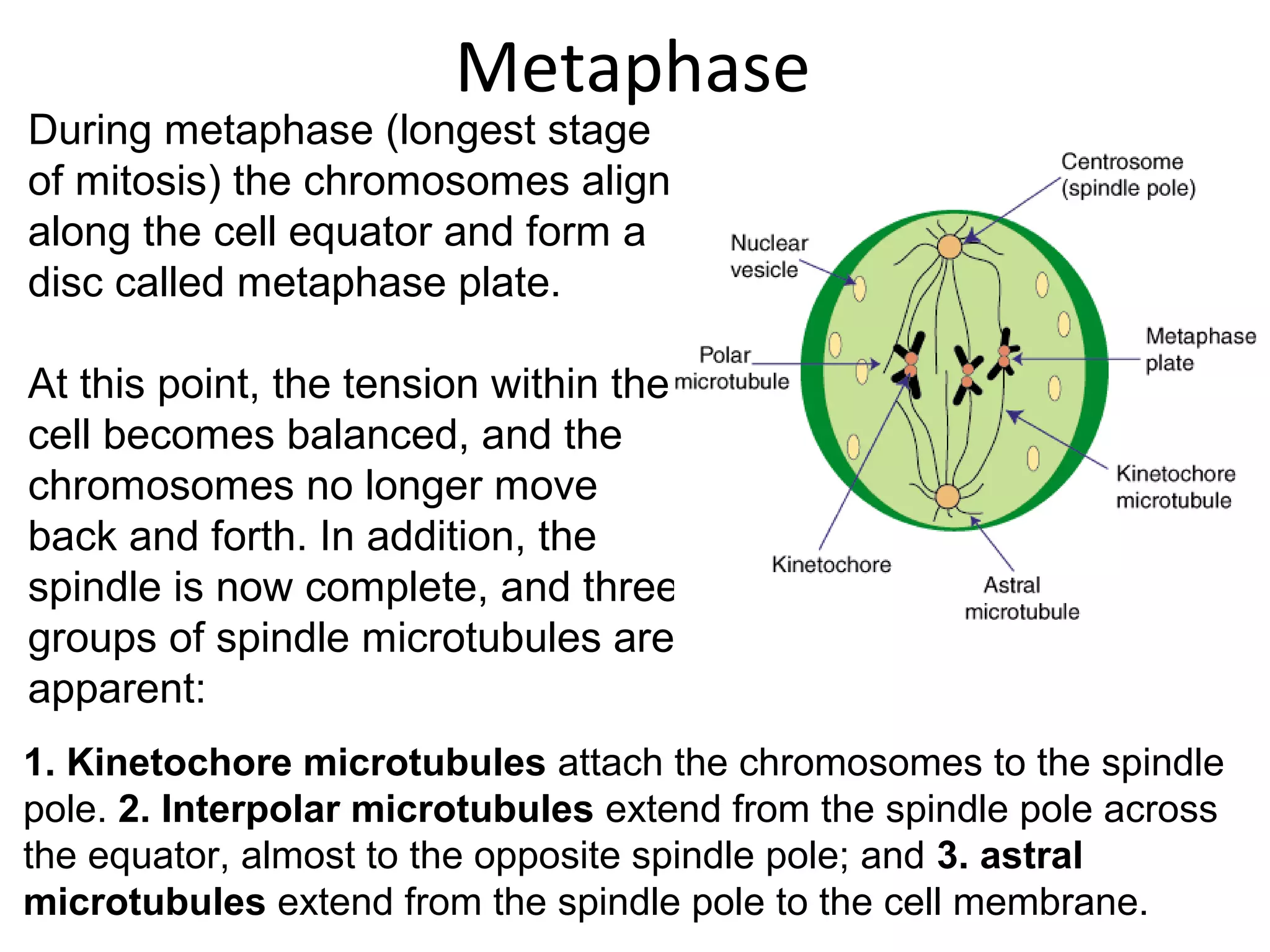 Cell division/Cell Cycle/ DNA duplication | PPT
