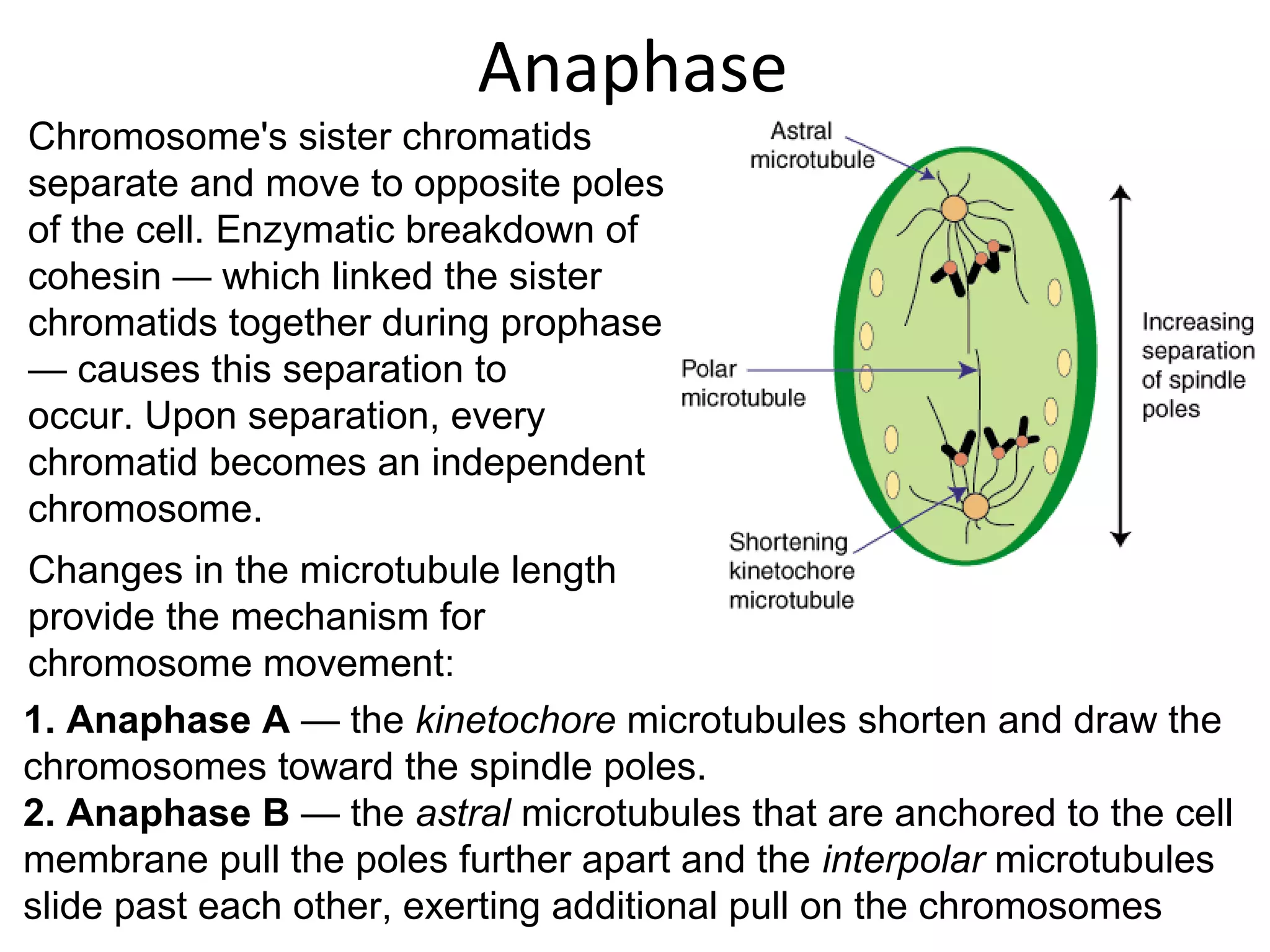 Cell division/Cell Cycle/ DNA duplication | PPT