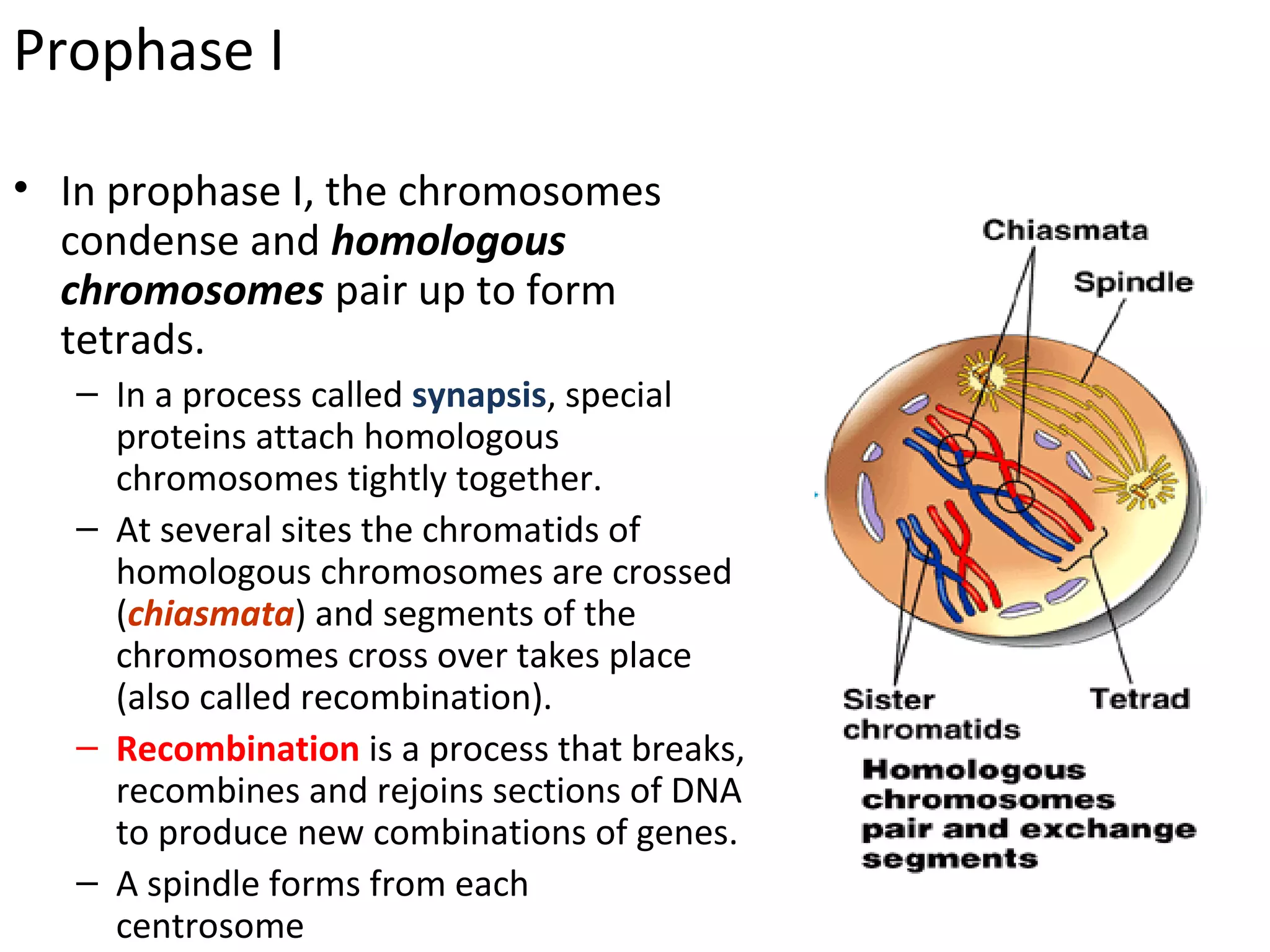 Cell division/Cell Cycle/ DNA duplication | PPT