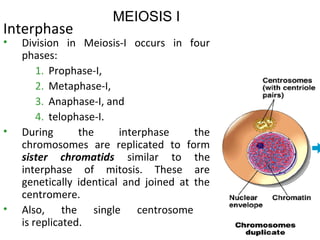 Cell division/Cell Cycle/ DNA duplication | PPT