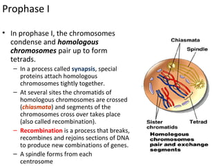 Cell division/Cell Cycle/ DNA duplication | PPT