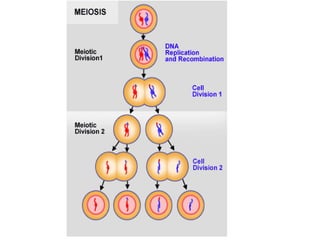 Cell division/Cell Cycle/ DNA duplication | PPT