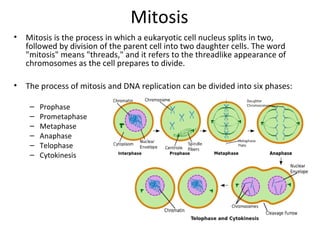 Cell division/Cell Cycle/ DNA duplication | PPT