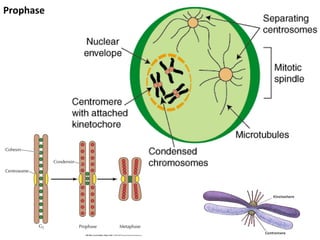 Cell division/Cell Cycle/ DNA duplication | PPT