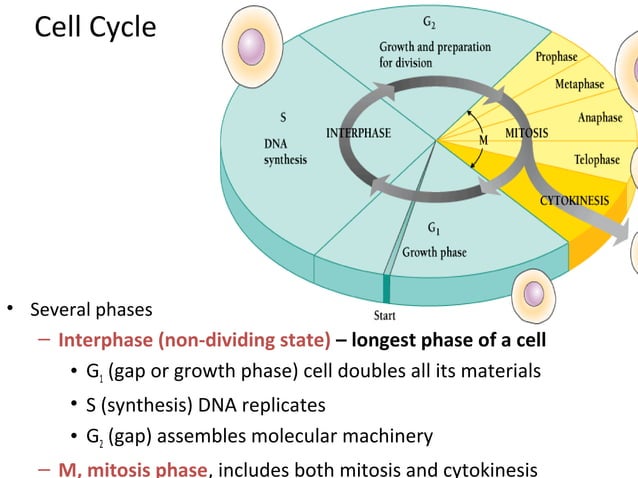 Cell division/Cell Cycle/ DNA duplication