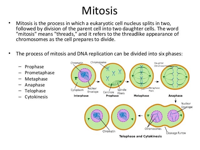 Cell Divisioncell Cycle Dna Duplication