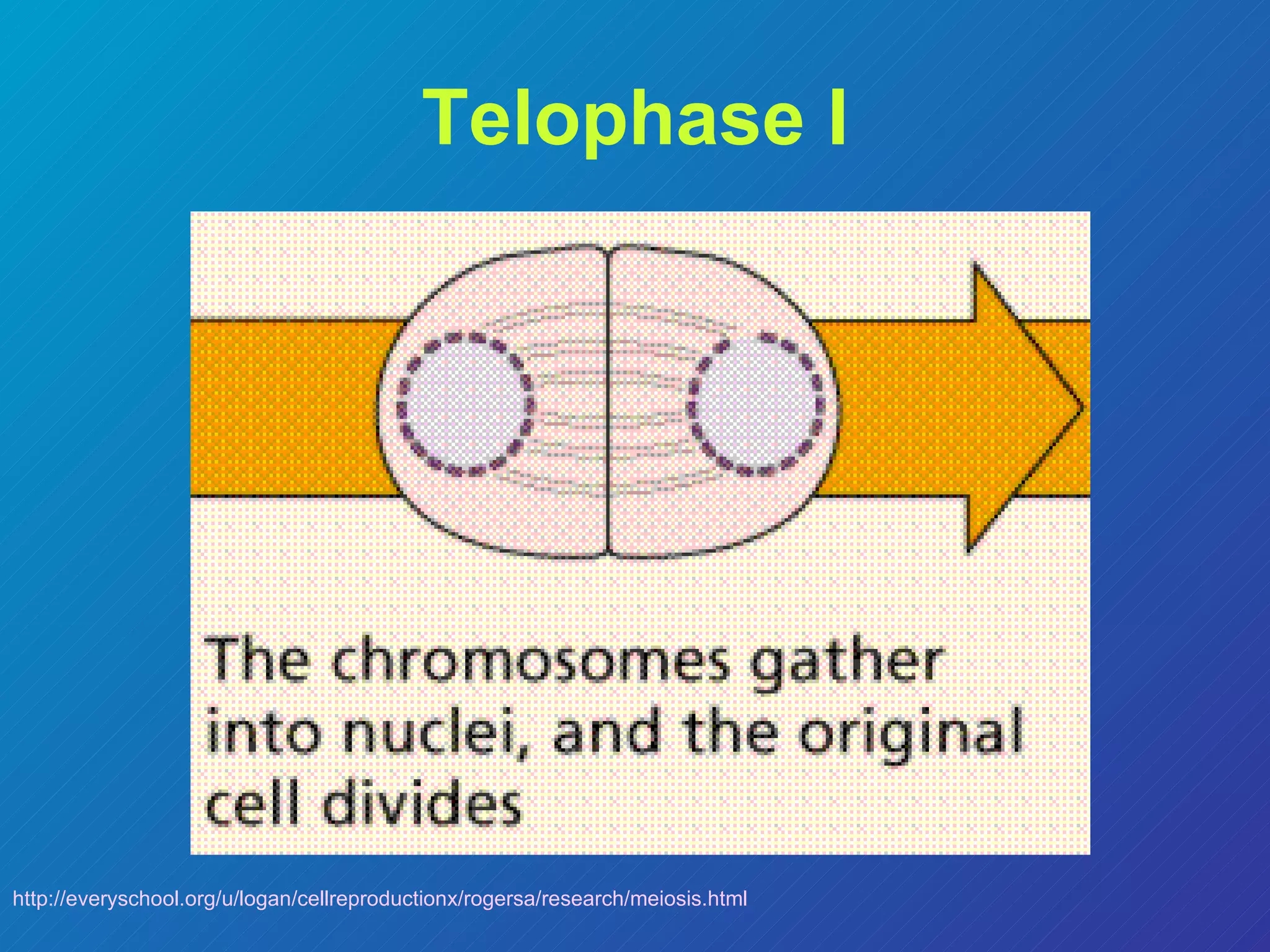 Cell division lec | PPT