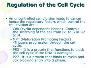 Cell division – mitosis | PPT | Biological Sciences | Science