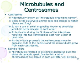 Cell division – mitosis | PPT