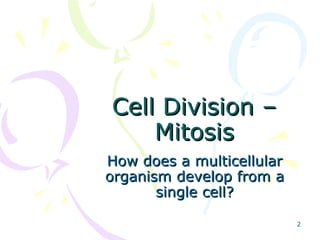 Cell division – mitosis | PPT