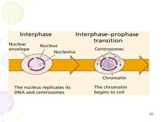 Cell division – mitosis | PPT