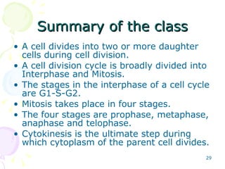 Cell division – mitosis | PPT | Biological Sciences | Science