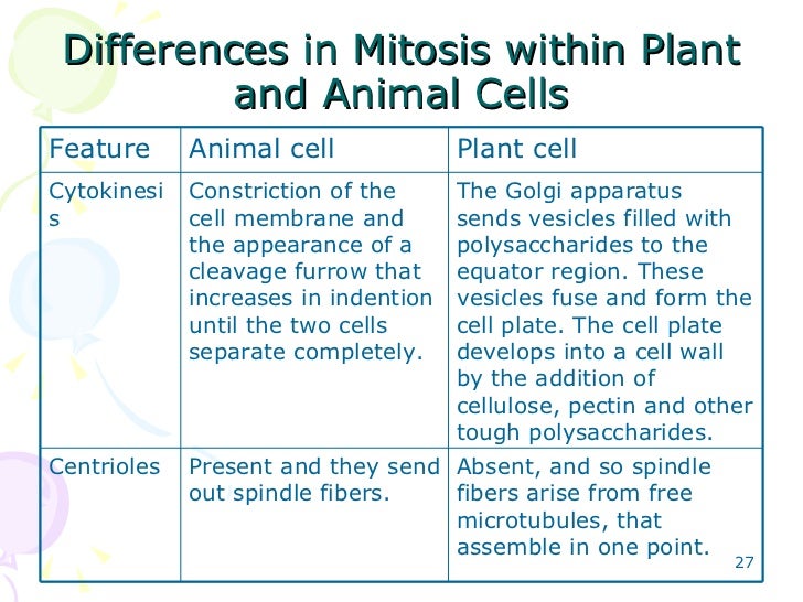 Explain The Difference Between Plant And Animal Cell Mitosis ... Explain The Difference Between Plant And Animal Cell Mitosis ...